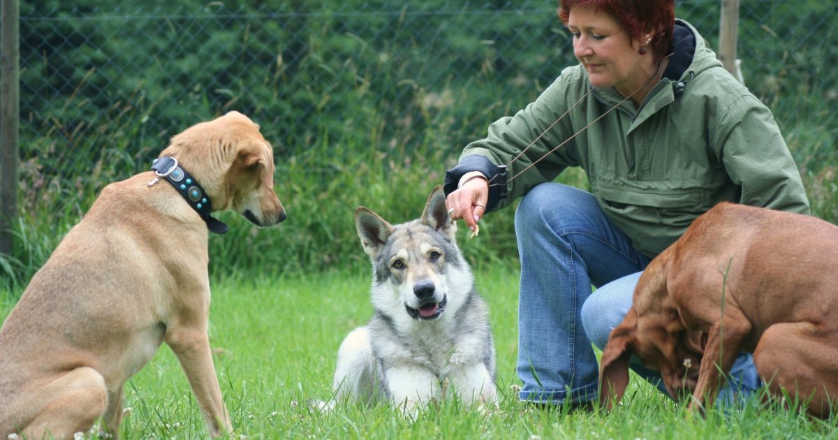 Strengere Regeln für die Hundehaltung | Kreisverwaltung Mayen-Koblenz